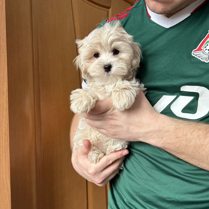 Щенки мальтипу f1 мини