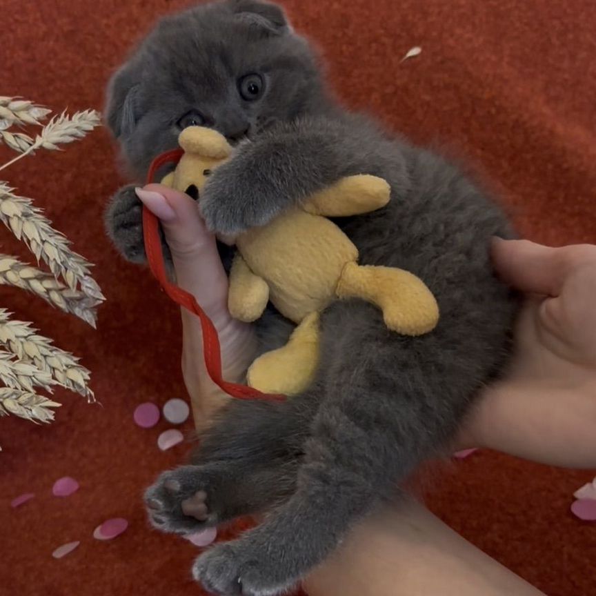 Шотландский вислоухий короткошёрстный котёнок