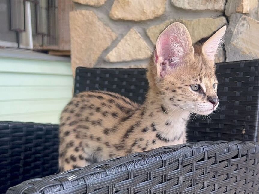 Саванна котенок