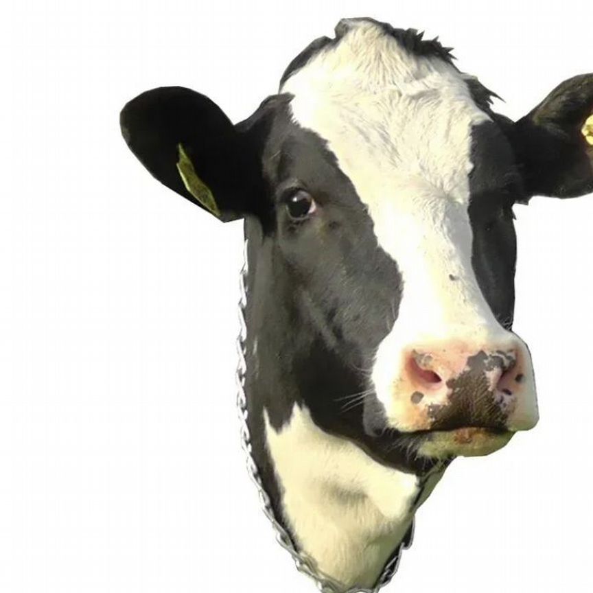 Голова говяжья, свиная