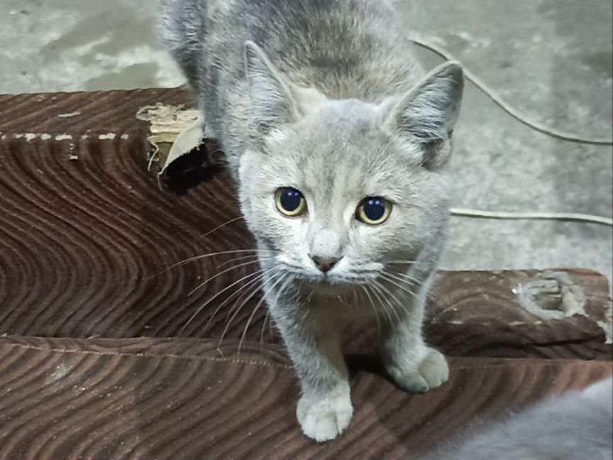 Отдам в добрые руки котят, очень ручные