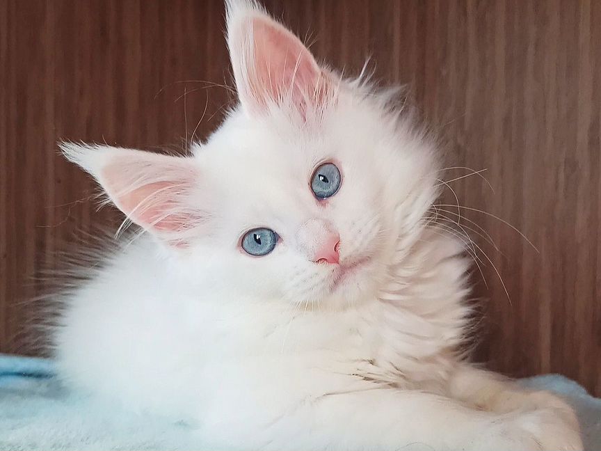 Котёнок мейн-кун