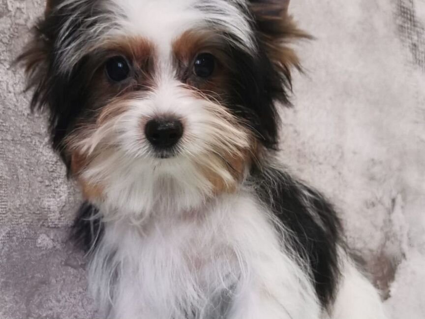 Бивер девочка