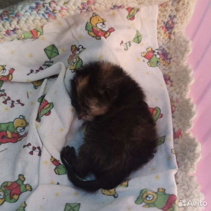 Нужна кошка Котенок новорождённый