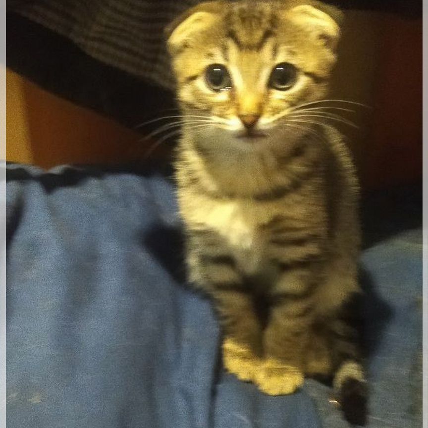 Котята в добрые руки бесплатно