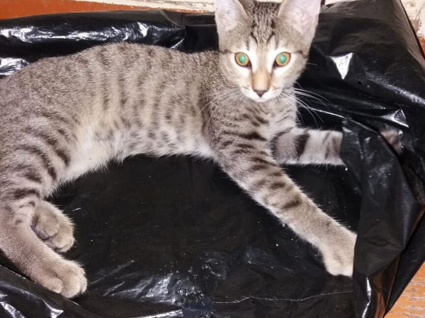Котёнок в добрые руки