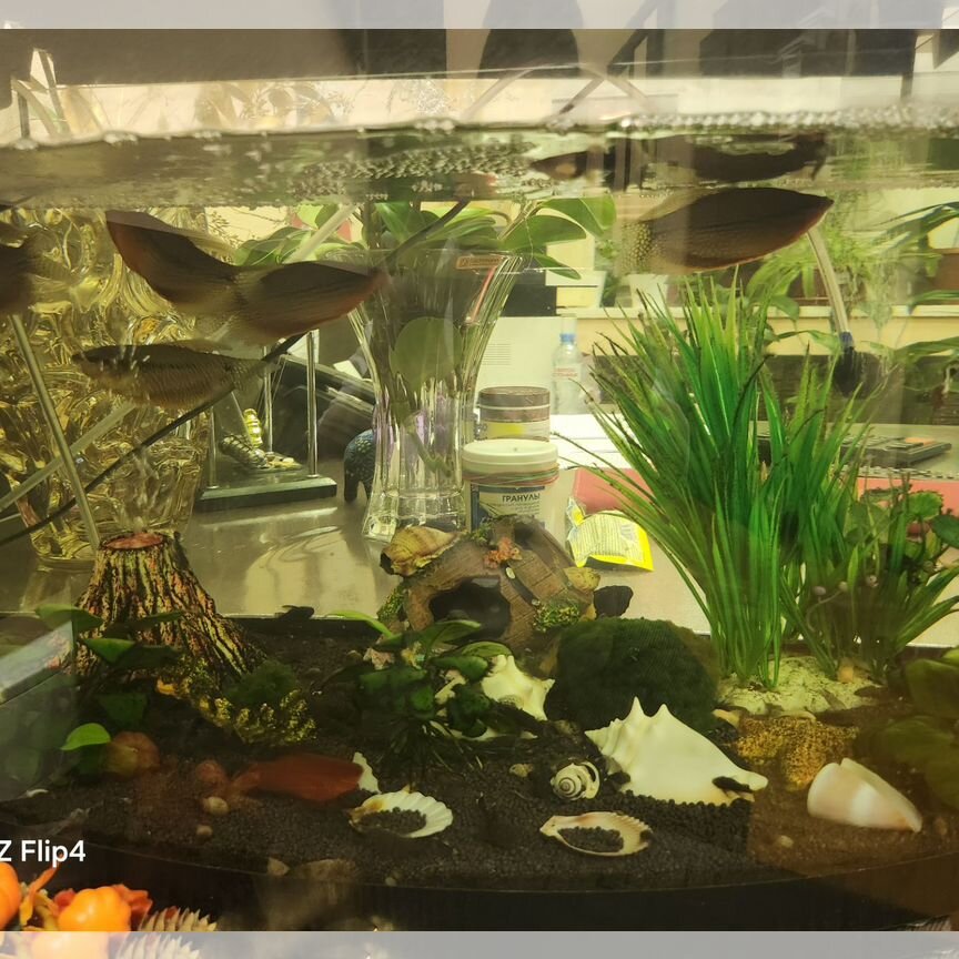 Аквариум с рыбками 80 литров