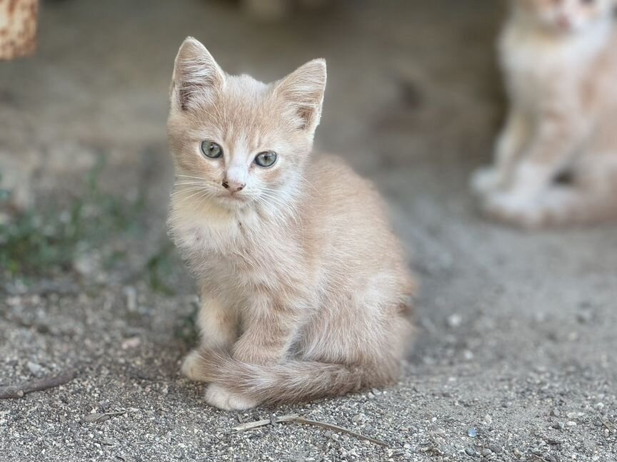 Персиковые котята в добрые руки