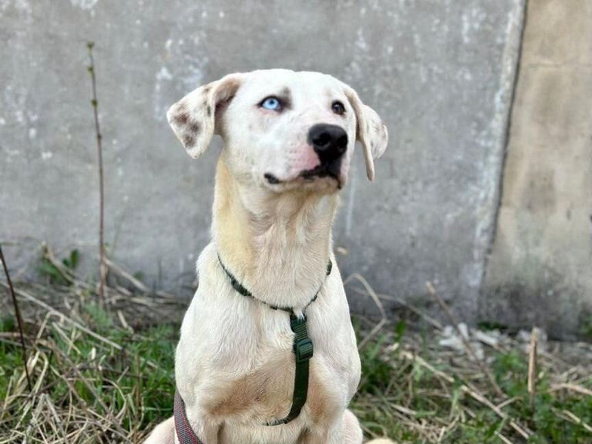 Разноглазый пес Лексус в дар