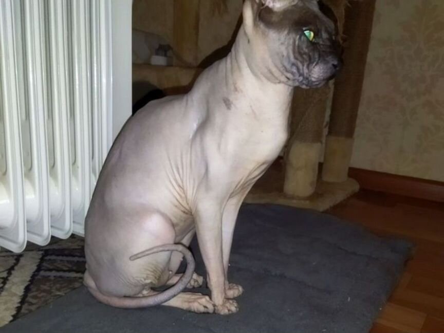 Донской сфинкс