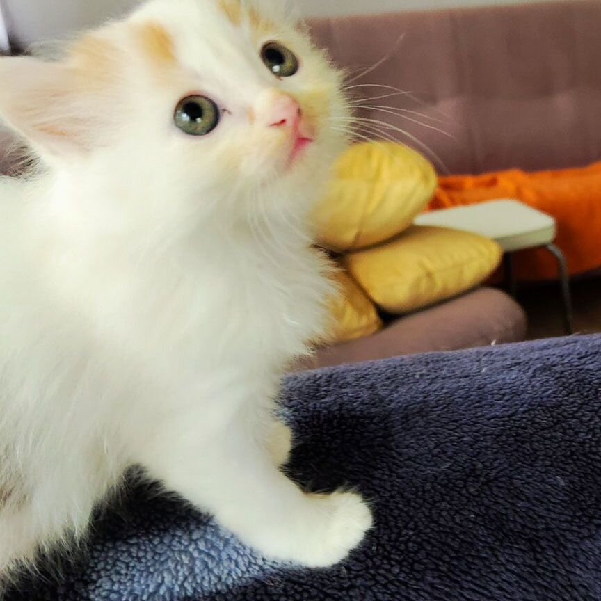Котенок в добрые руки