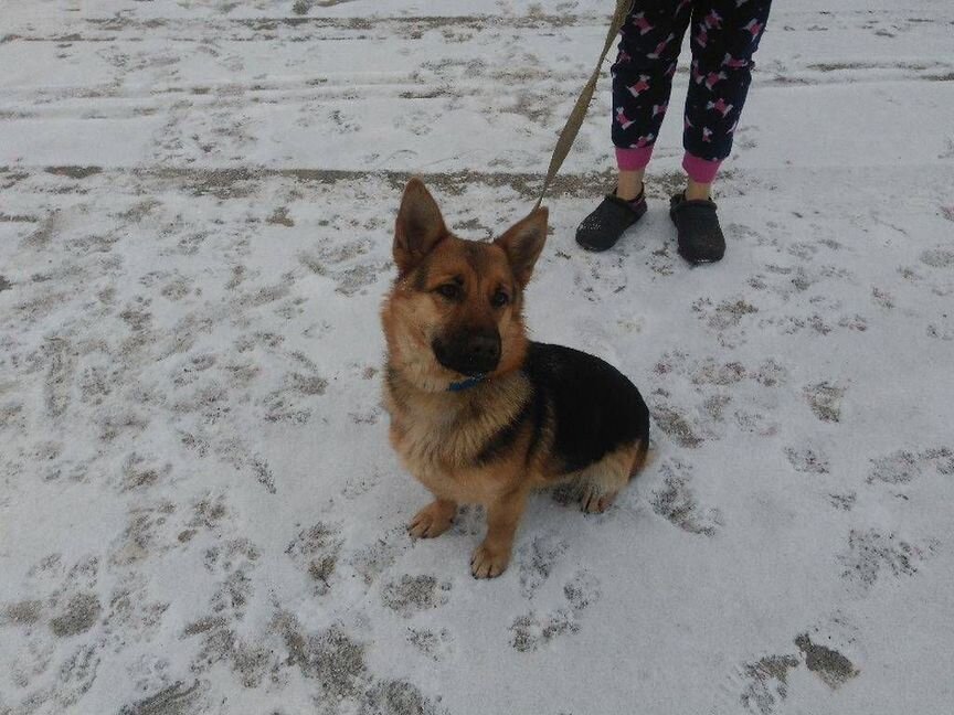 Овчарка карликовая