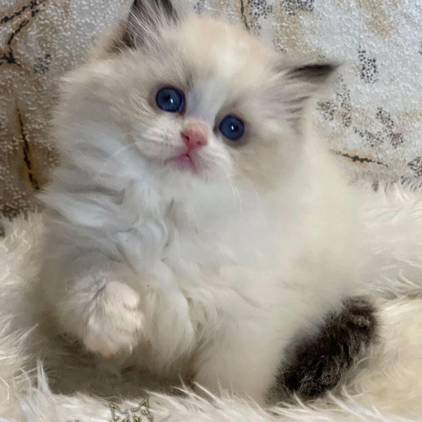 Рэгдолл девочка