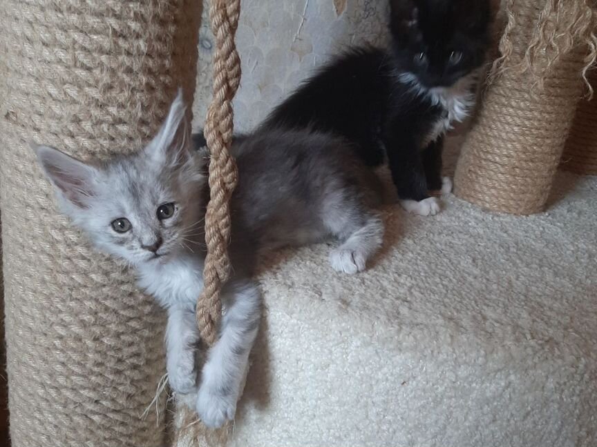 Котята мейн-кун