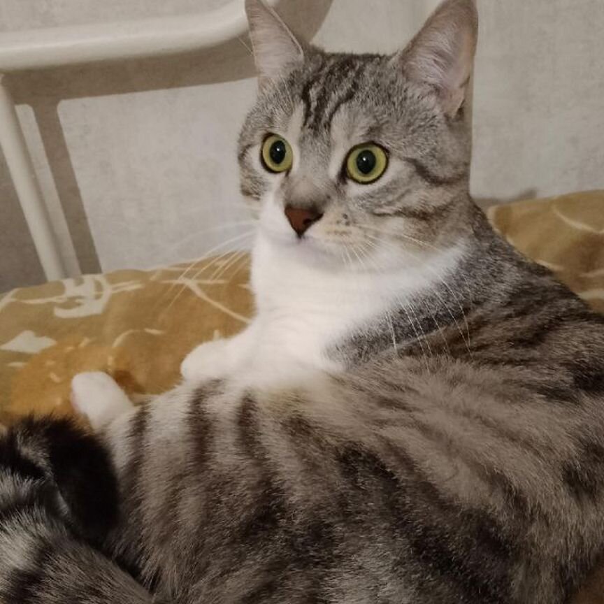Отдам кота 2.5 года