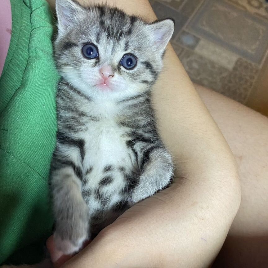 Котенок мальчик