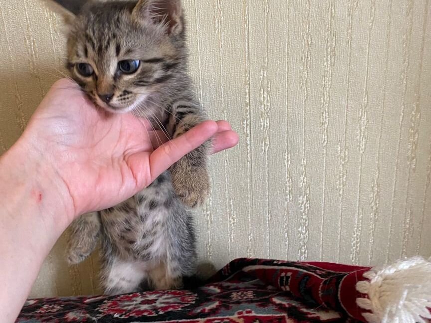 Котята в добрые руки мальчики