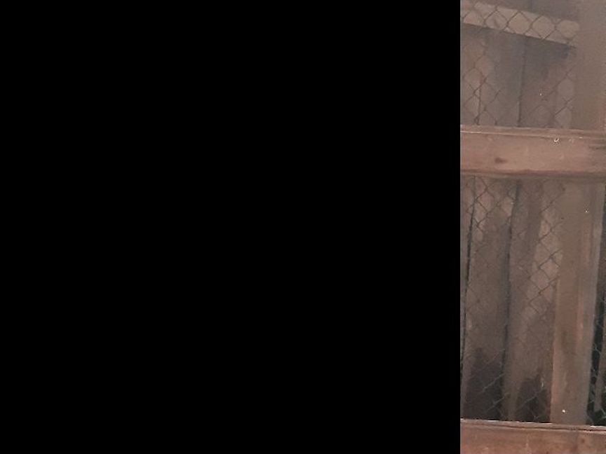 Декоративные куры