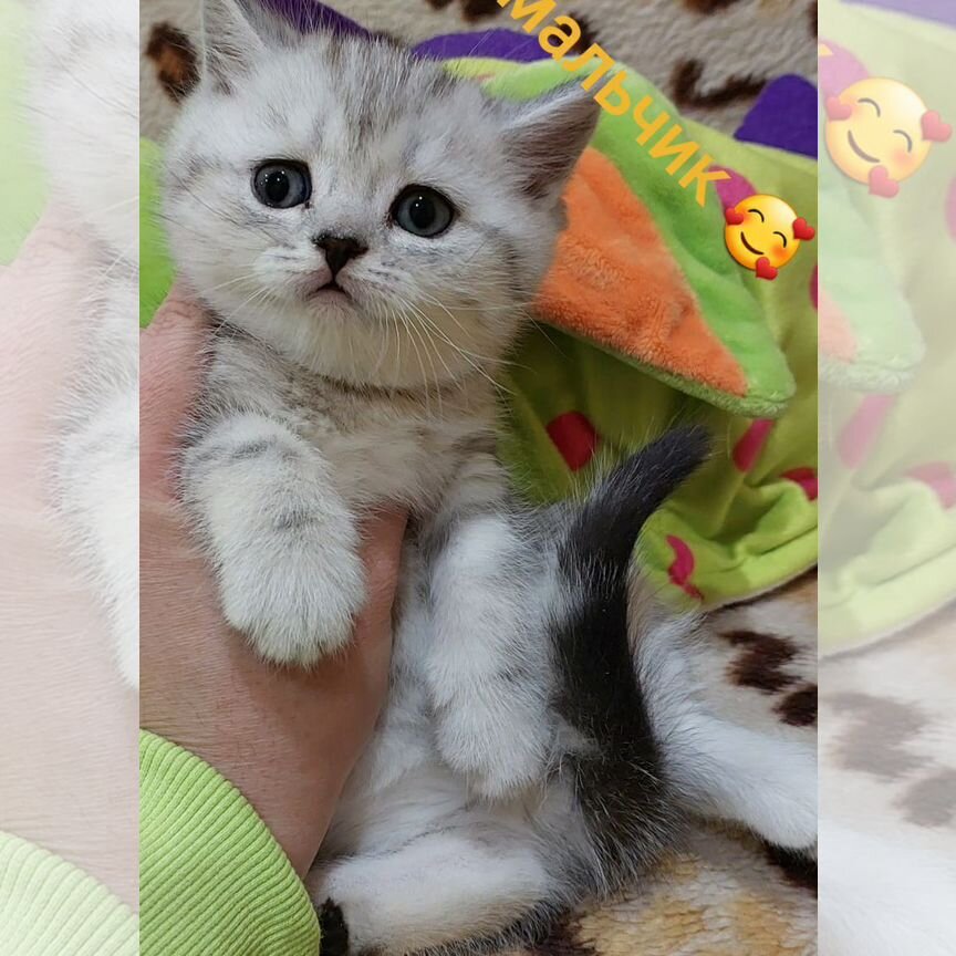Котята тигрята 1.5 мес