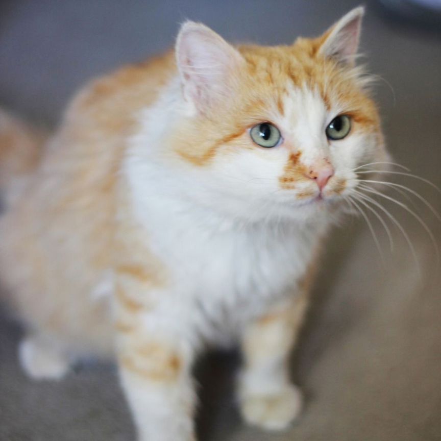 Котик "Чумазик "