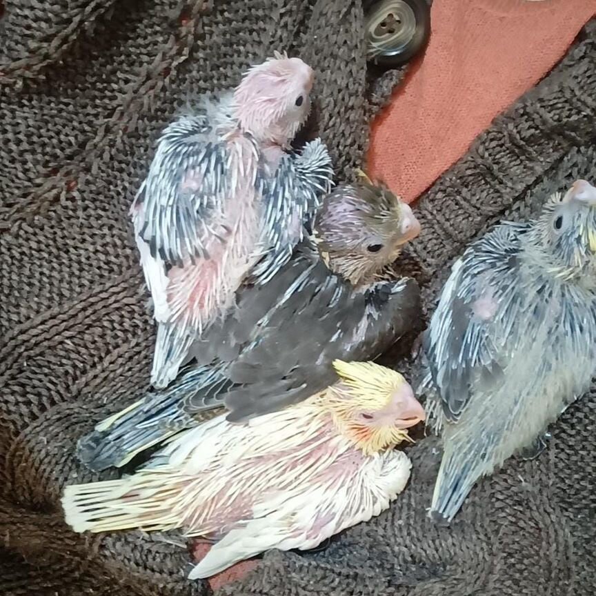 Птенцы кореллы