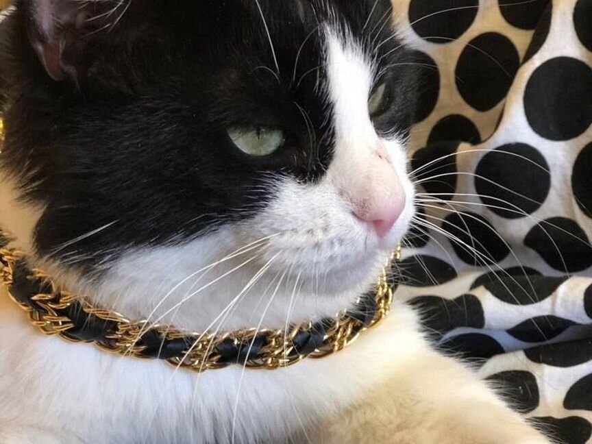 Бывшедомашний кот ждёт свою семью