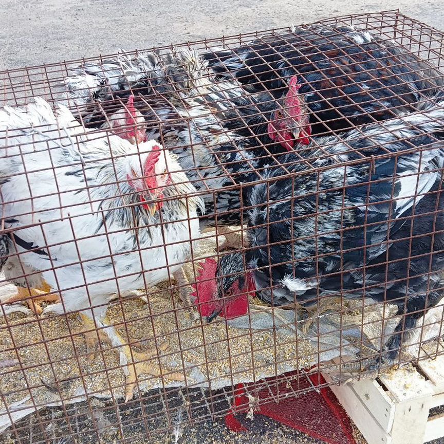 Домашние петушки