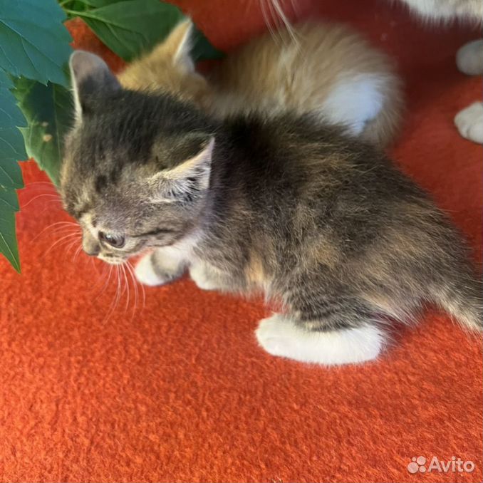 Котенок в хорошие руки, девочка трехшорстная