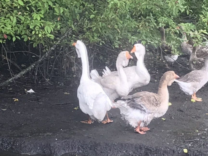 Гуси холмогоры