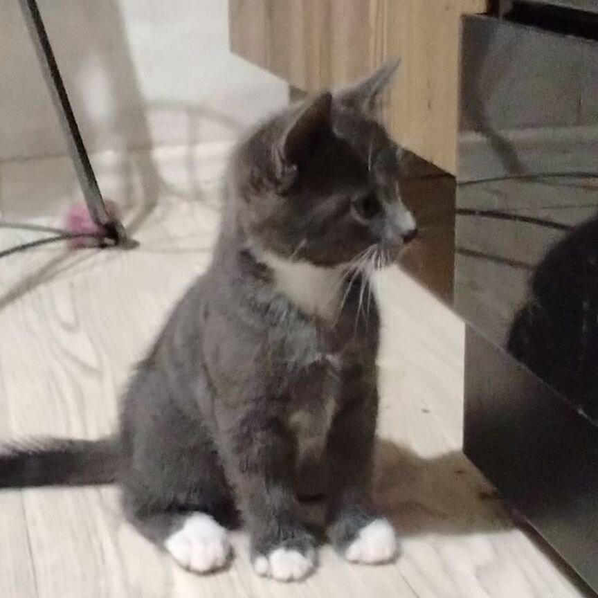 Котёнок от частного владельца