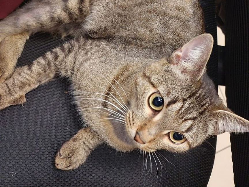 Котик