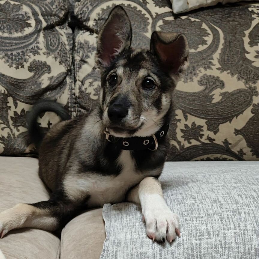 Щеночки щенята в добрые руки