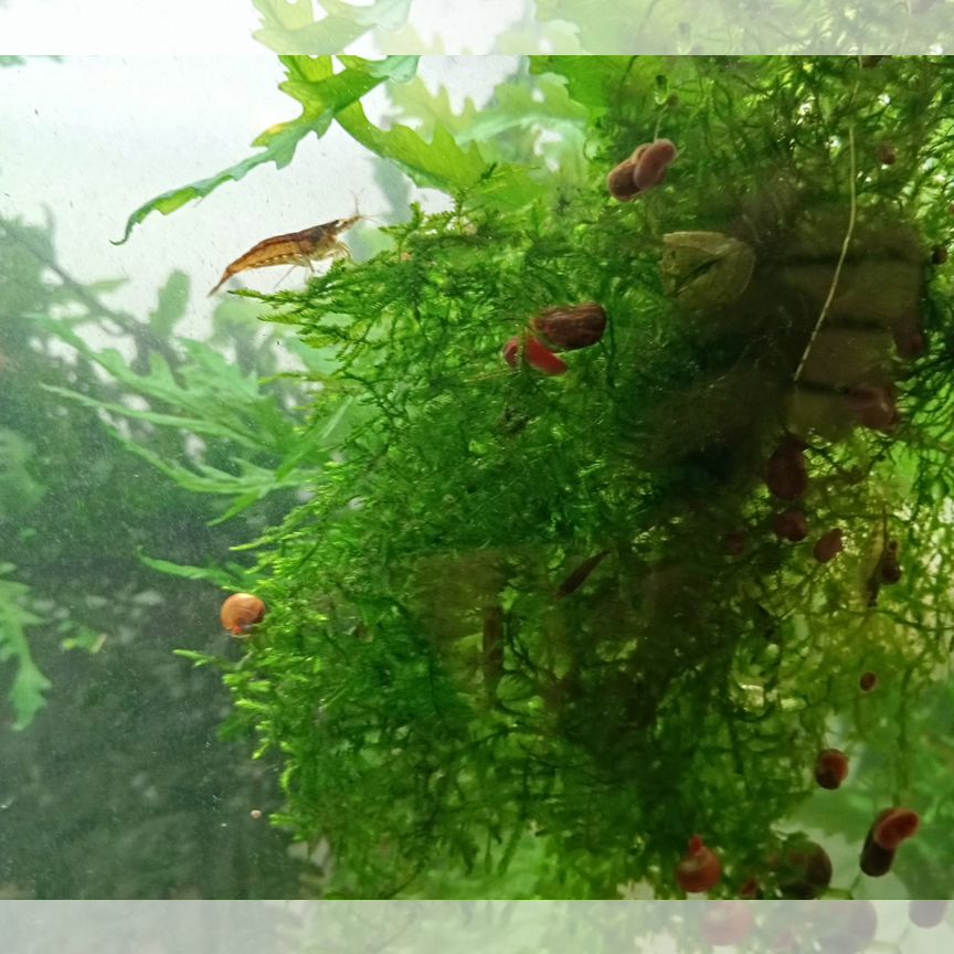 Креветки неокаредины "Фантазия"(Проброс)