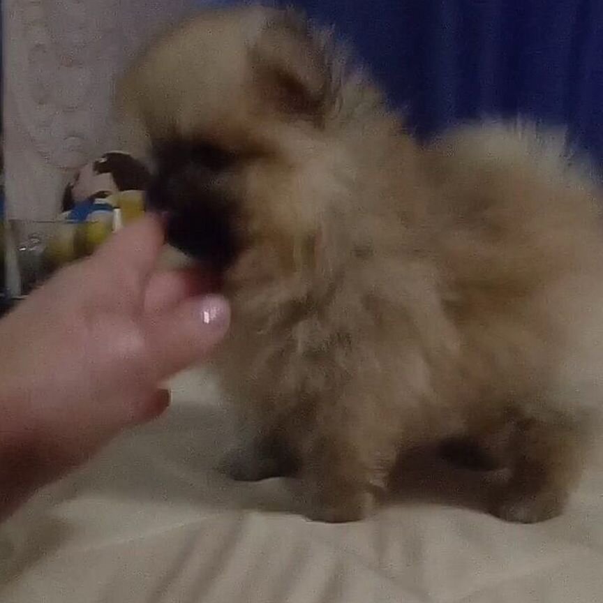 Красотка-мини