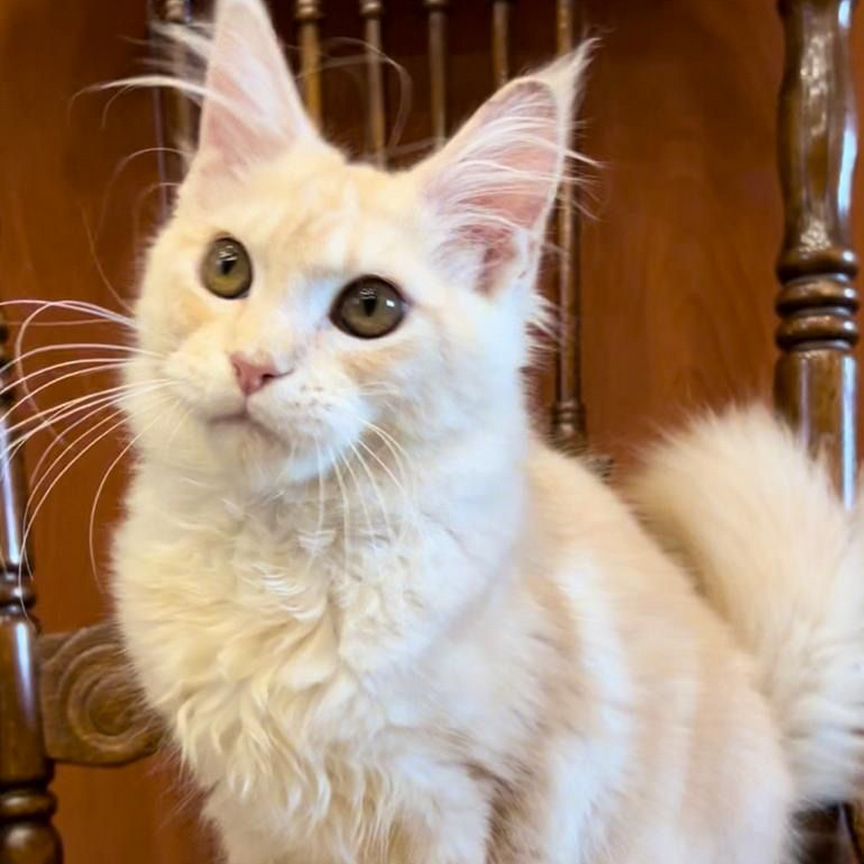 Сладенький котенок мейн кун