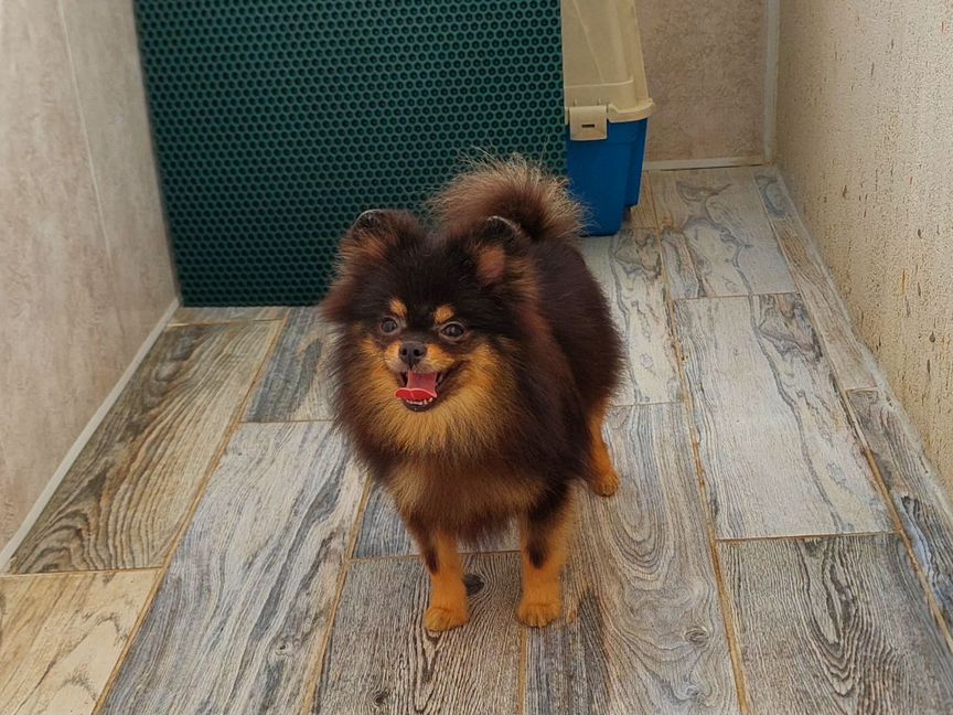 Померанский шпиц молоденькая девочка