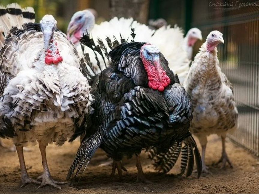 Индюк+индюшки(семья)