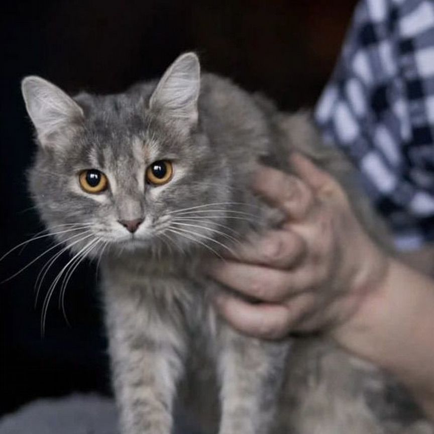 Замечательная кошка Буся 9 месяцев в дар