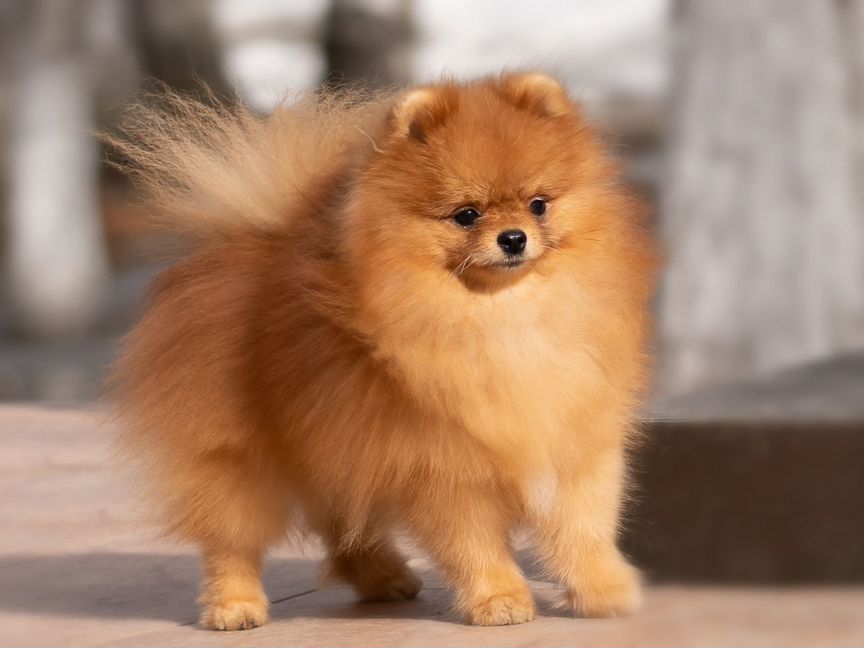 Шпиц померанский мишка мини