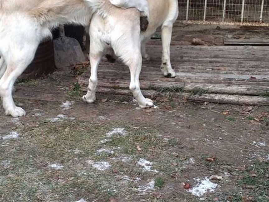 Животное для Вязки