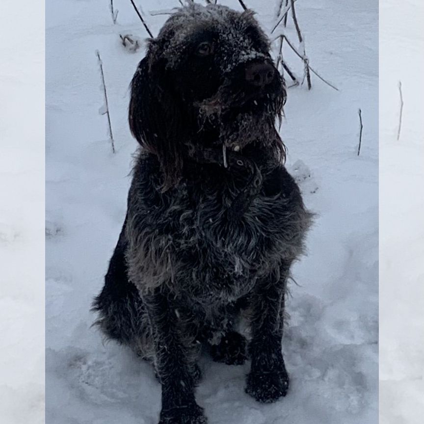 Дратхаар, вязка