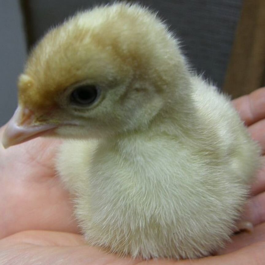 Индюшата хайбрид конвертер