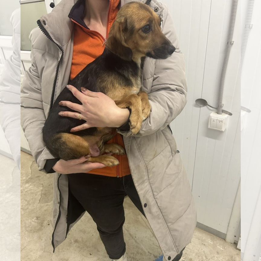 Взрослая собака в добрые руки