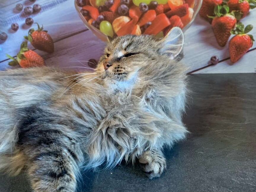 Длинношерстная кошечка