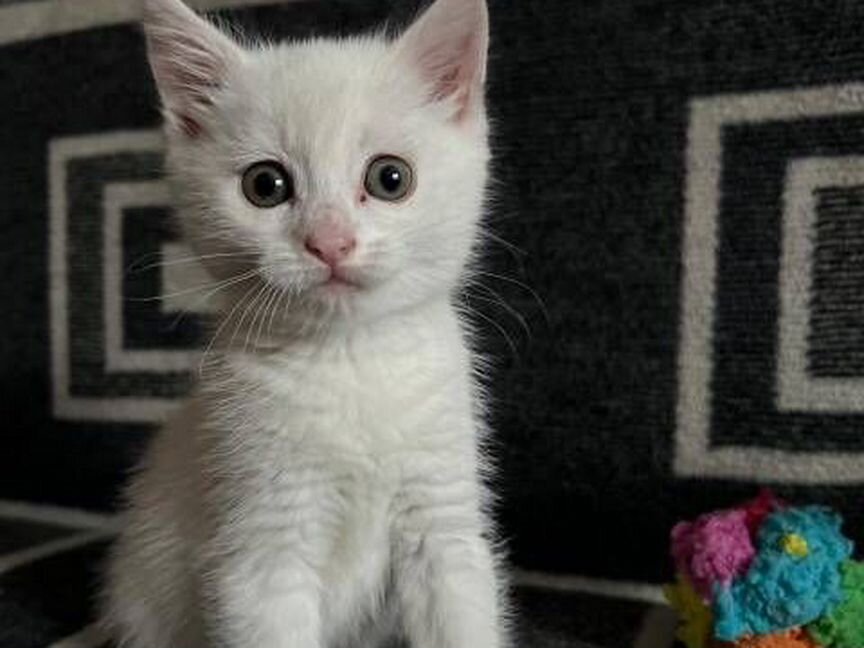 Котята турецкой ангоры