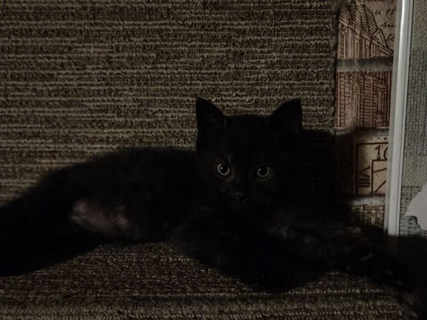 Котята в хорошие руки (девочка и мальчик)