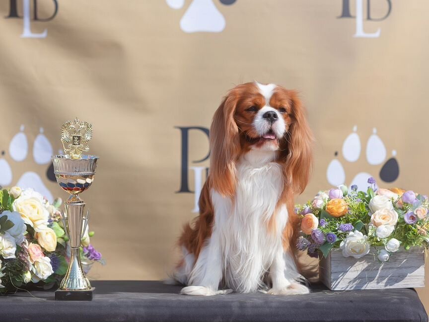 Кавалер кинг чарльз спаниель Вязка