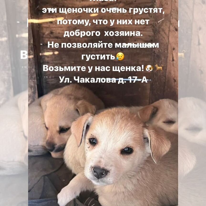 Собака в добрые руки