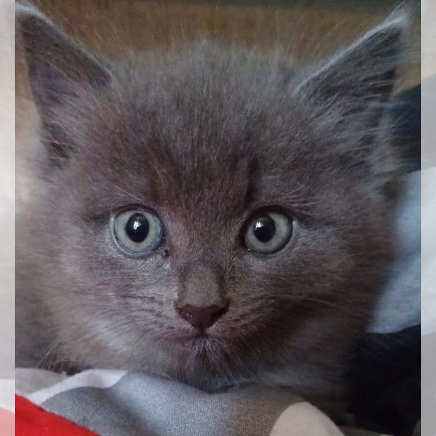 Котята в добрые руки 2 месяца
