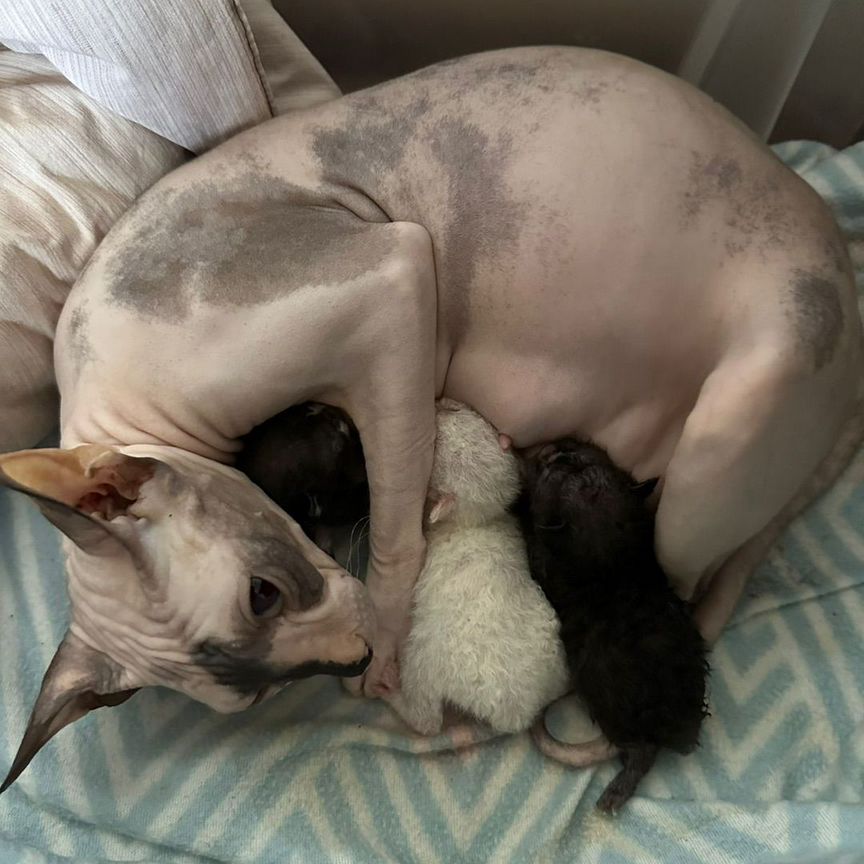 Канадский сфинкс котенок